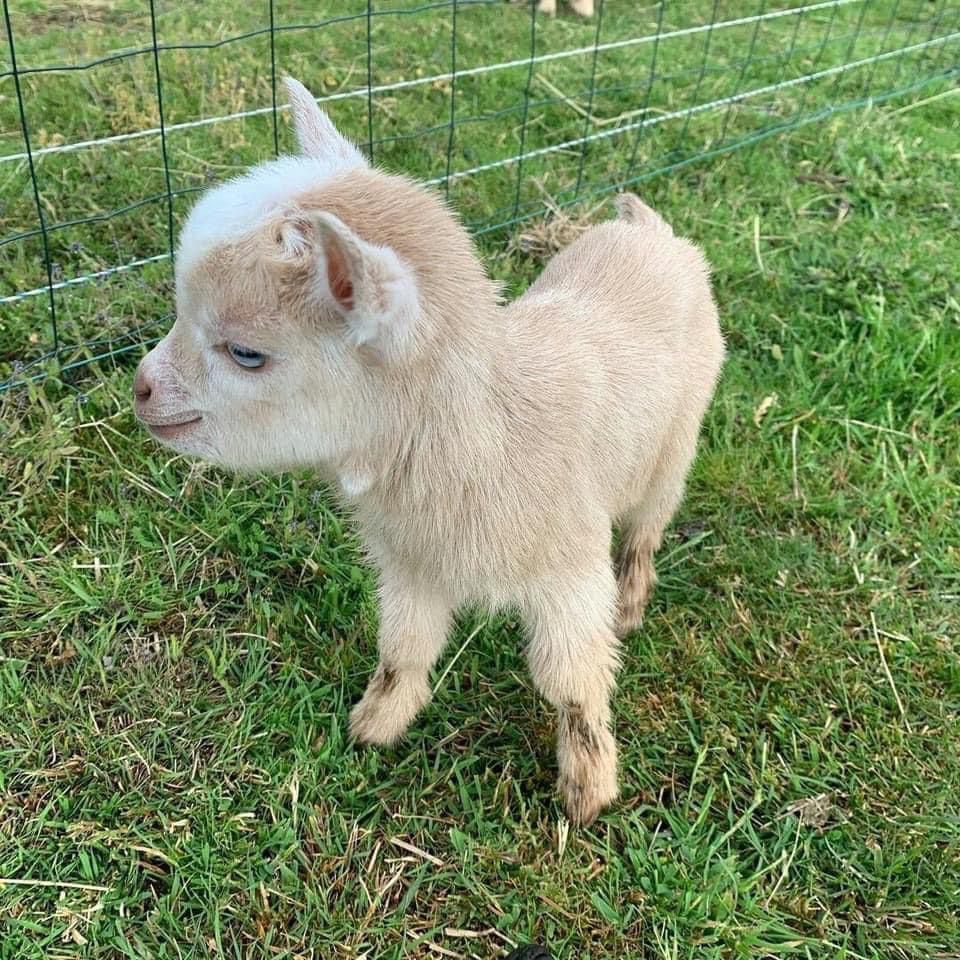 Jemy – Miltons Family Farms
