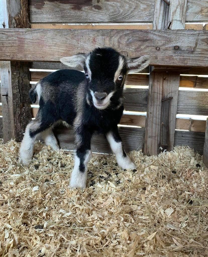 buy pygmy goats – Miltons Family Farms