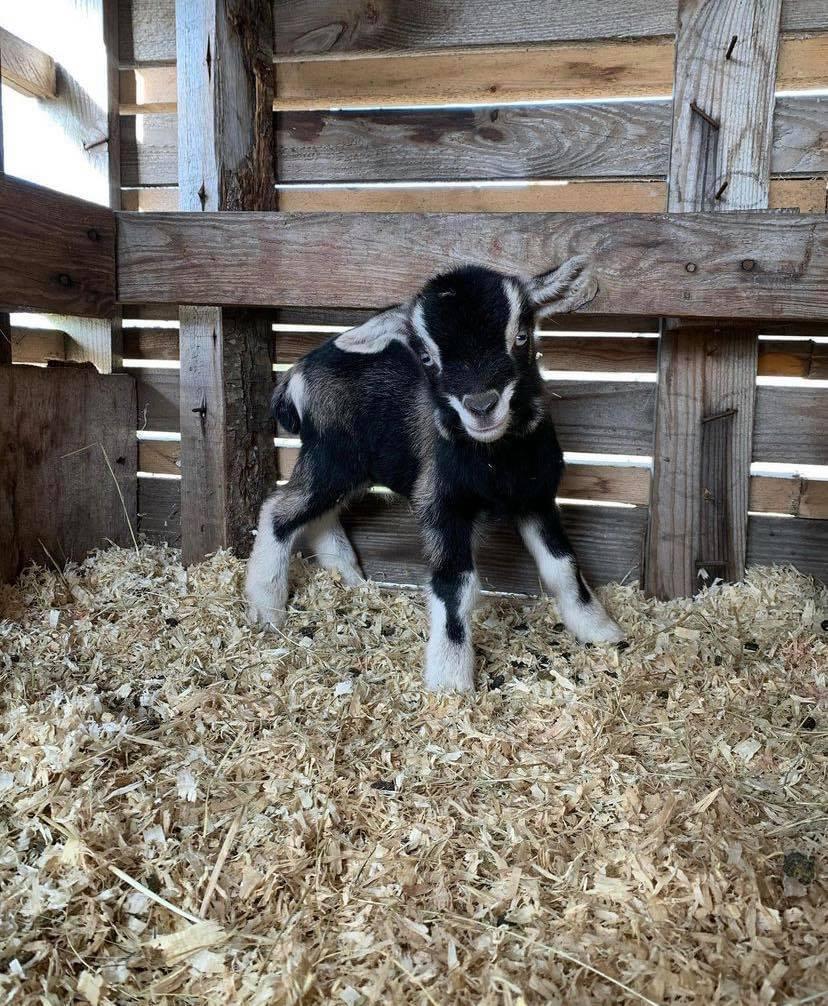 buy pygmy goats – Miltons Family Farms