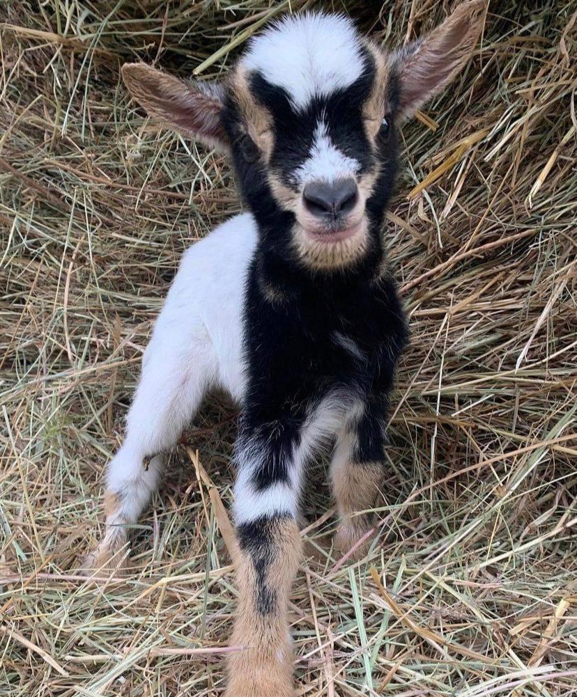 Lena – Miltons Family Farms