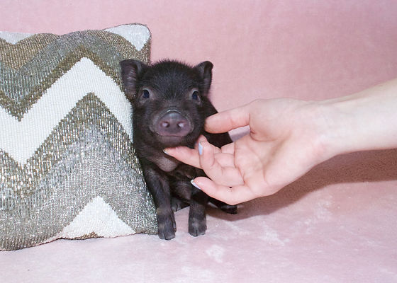 Micro pig for sale – Miltons Family Farms