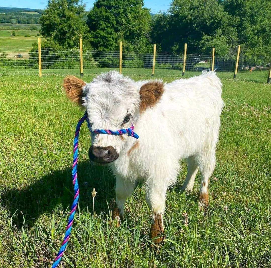 mini highlander for sale near me – Miltons Family Farms
