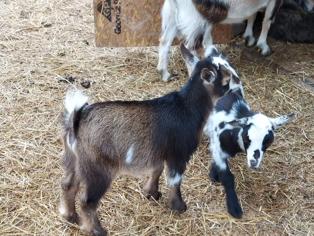 Molly – Miltons Family Farms