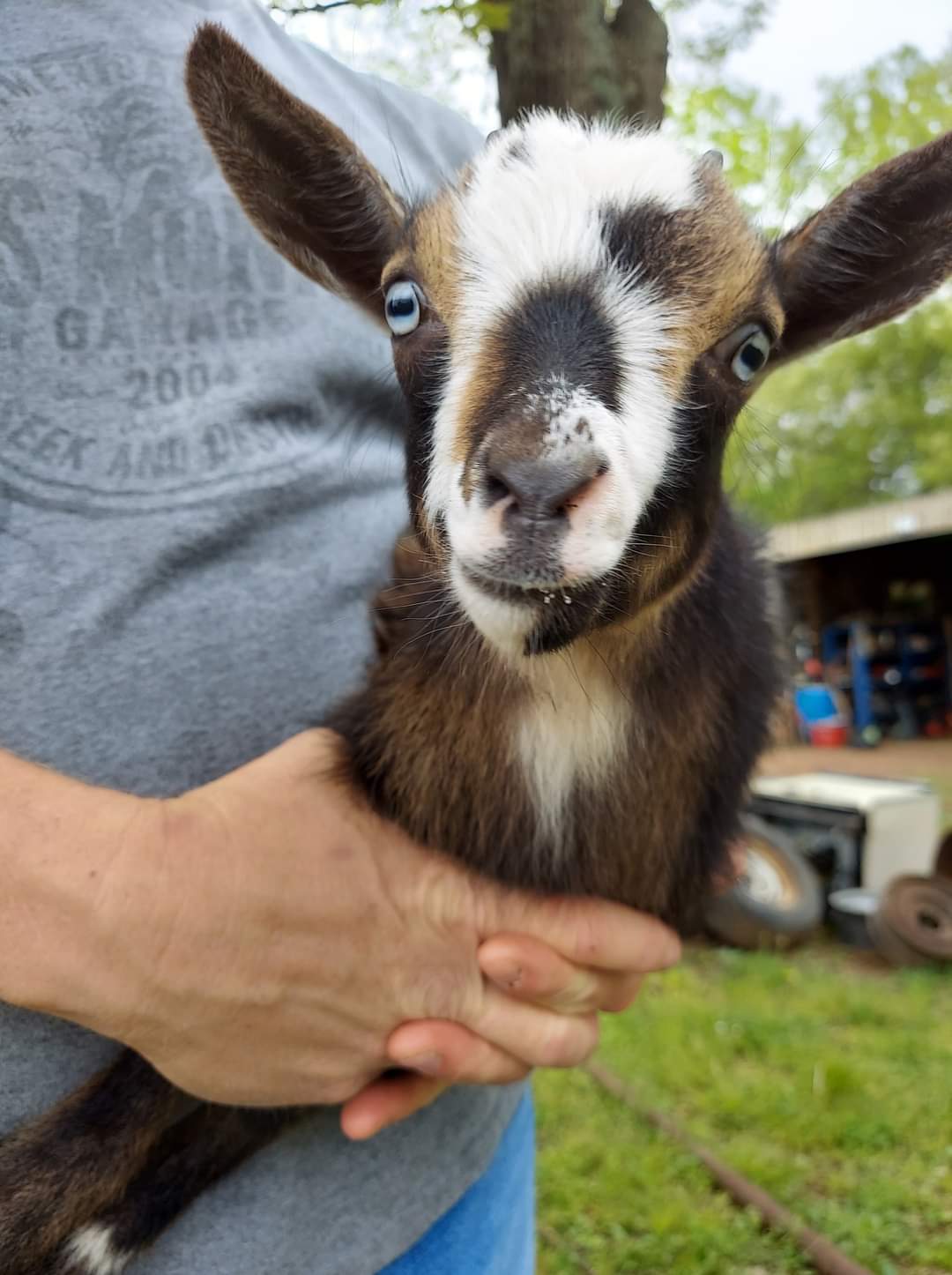 Molly – Miltons Family Farms