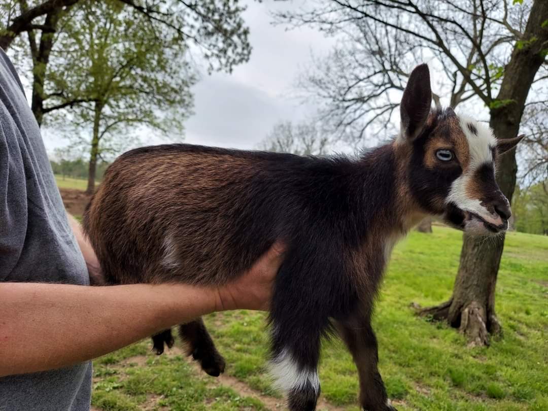 Molly – Miltons Family Farms