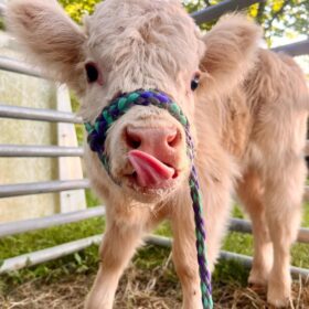 Miniature Highlander Cattle – Miltons Family Farms