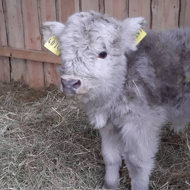 Miltons Family Farms – Highland cows, goats, pigs, hay and donkeys