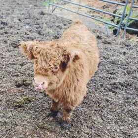 Miniature Highlander Cattle – Miltons Family Farms