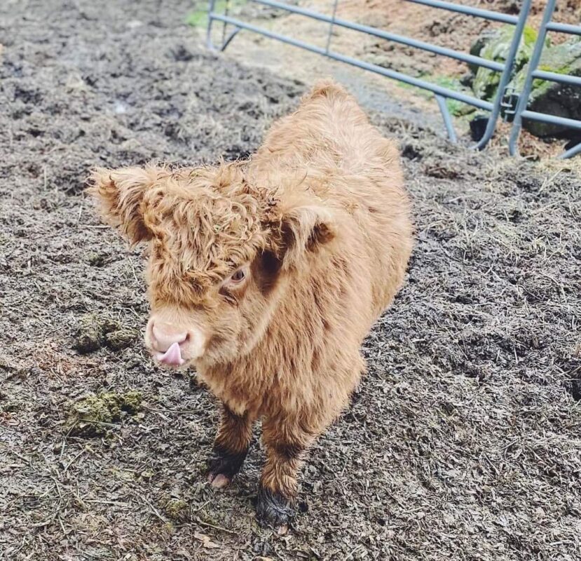 Female Mini Highland – Miltons Family Farms