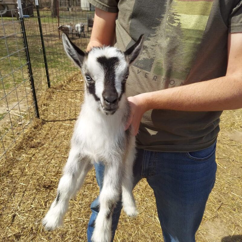 Ralpha – Miltons Family Farms