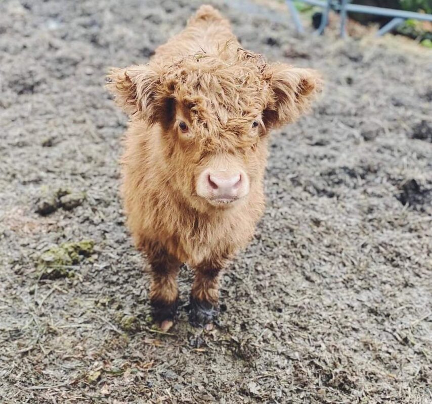 Female Mini Highland – Miltons Family Farms