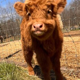 Miniature Highlander Cattle – Miltons Family Farms