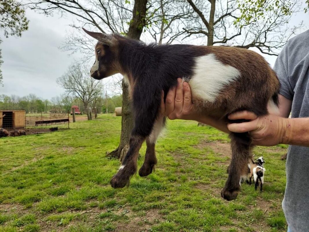 Molly – Miltons Family Farms