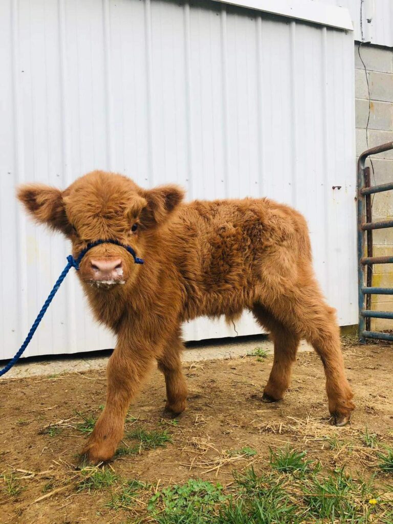 Mini Highland for sale – Miltons Family Farms