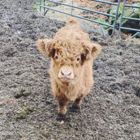 Miniature Highlander Cattle – Miltons Family Farms