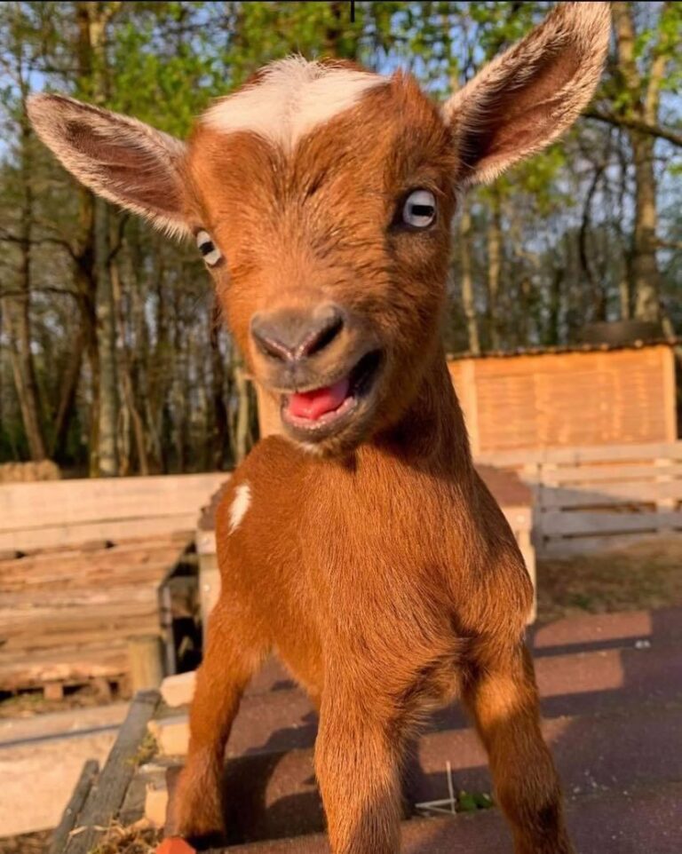 baby pygmy goat for sale – Miltons Family Farms