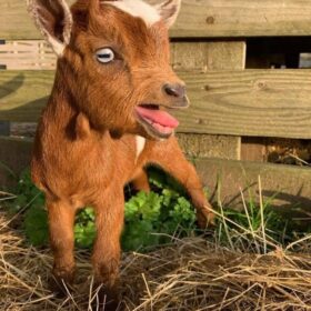 Goats for sale – Miltons Family Farms