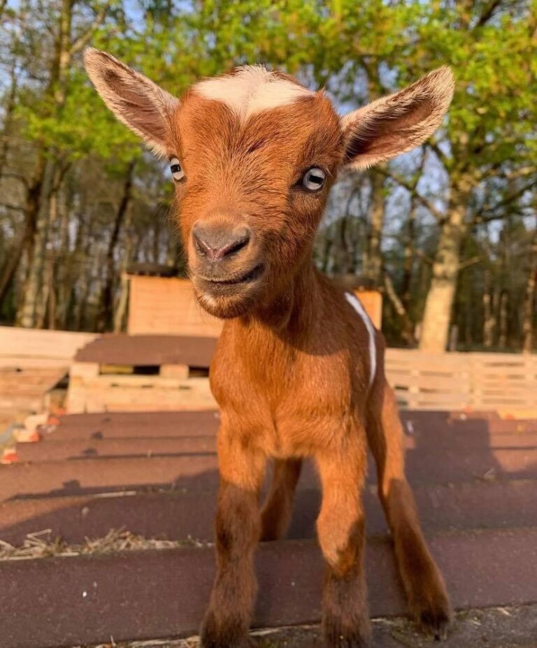 baby pygmy goat for sale – Miltons Family Farms