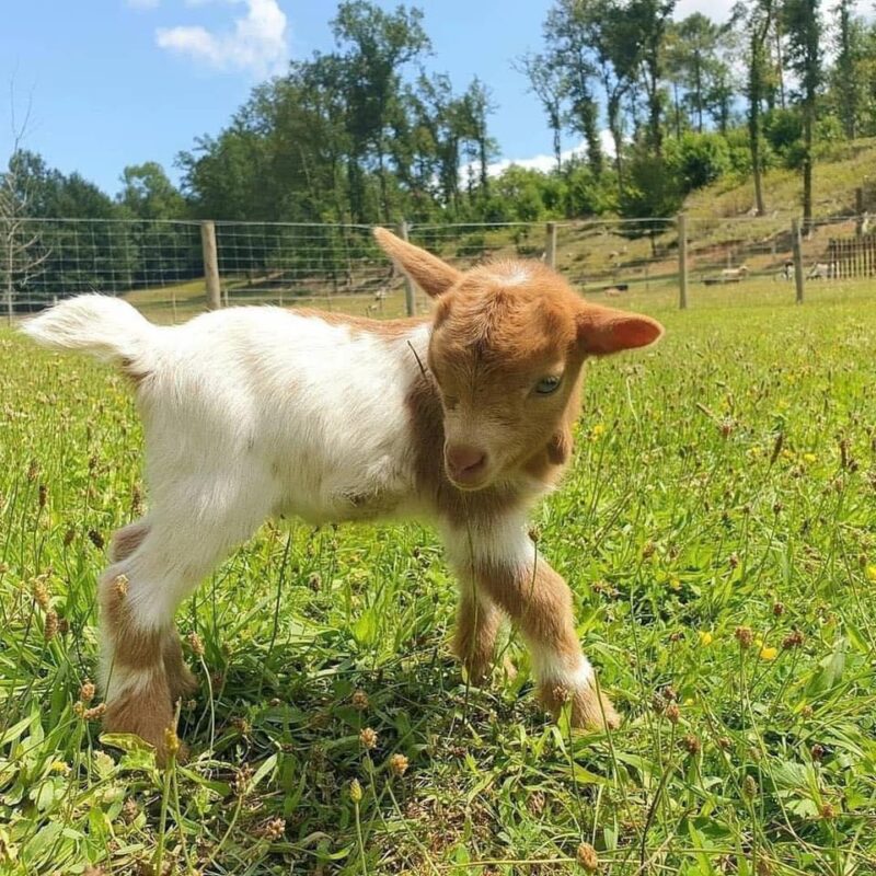 Miltons Family Farms – Highland cows, goats, pigs, hay and donkeys