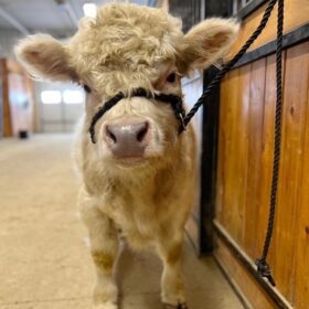 Miniature Highlander Cattle – Miltons Family Farms