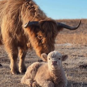 Miniature Highlander Cattle – Miltons Family Farms