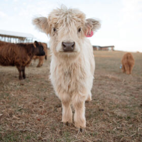 Miniature Highlander Cattle – Miltons Family Farms