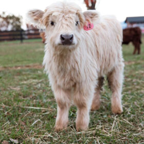 Miniature Highlander Cattle – Miltons Family Farms