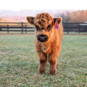 Miniature Highlander Cattle – Miltons Family Farms