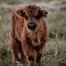 Miniature Highlander Cattle – Miltons Family Farms
