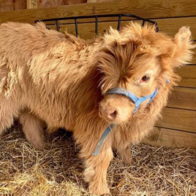 Miniature Highlander Cattle – Miltons Family Farms