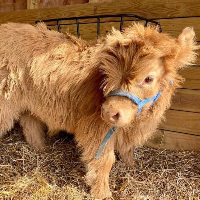 Miniature Highlander Cattle – Miltons Family Farms