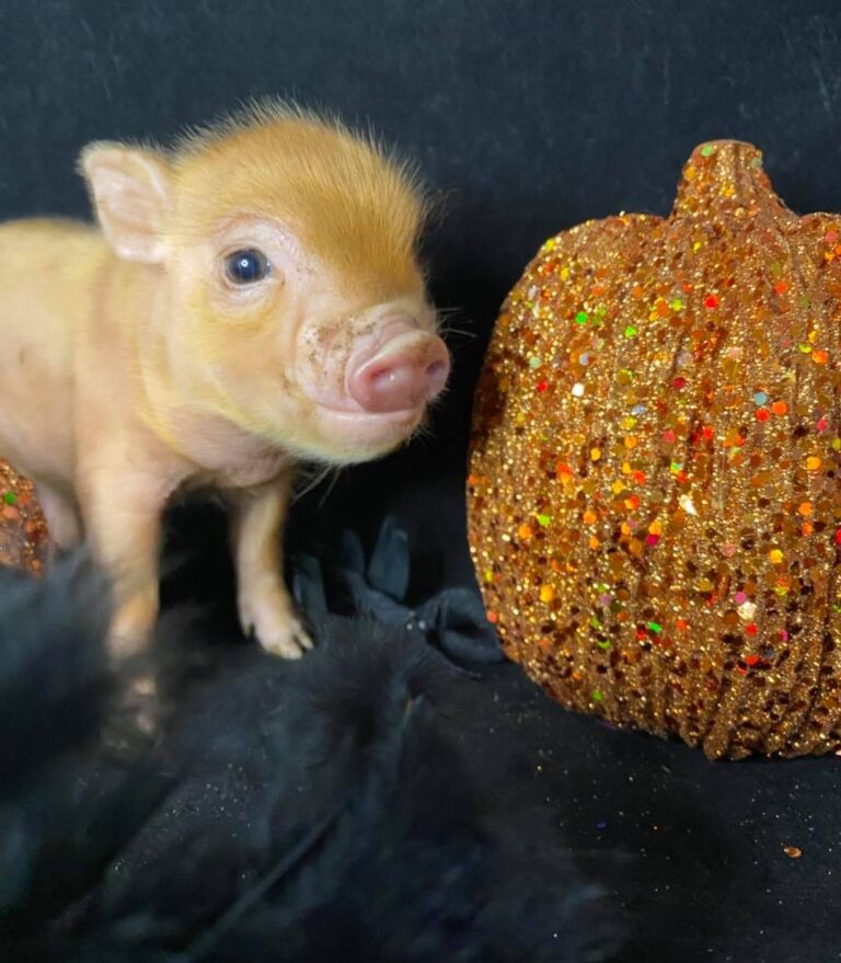 Daisy – Miltons Family Farms