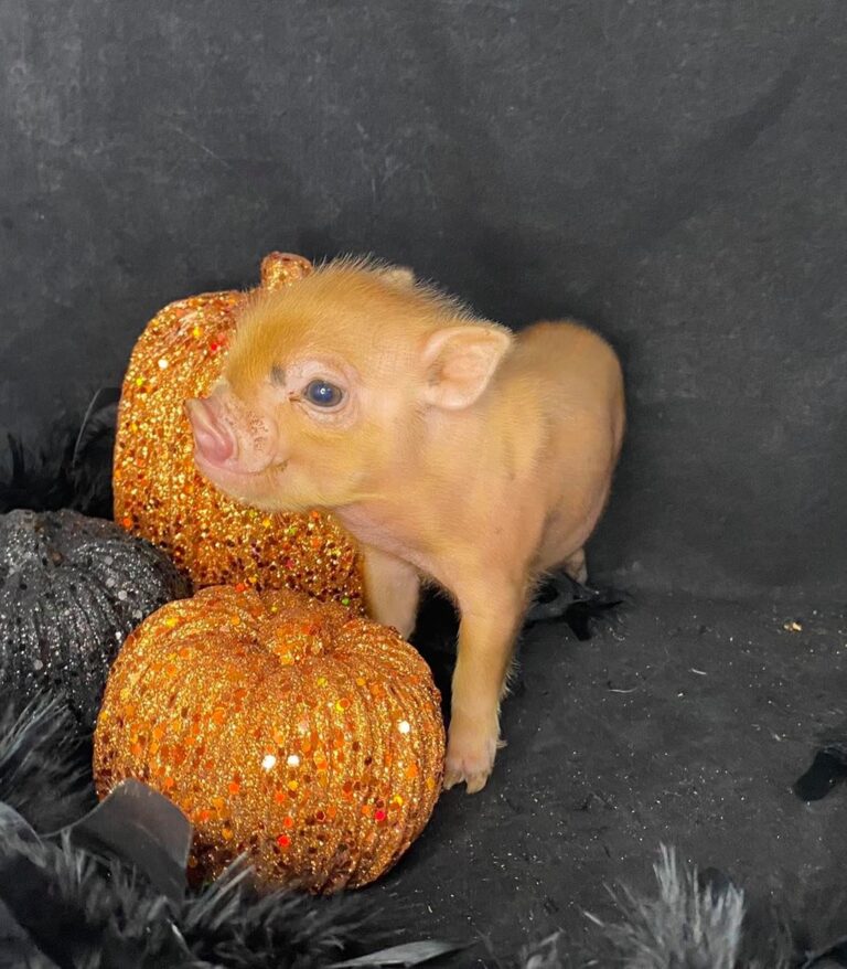 Daisy – Miltons Family Farms