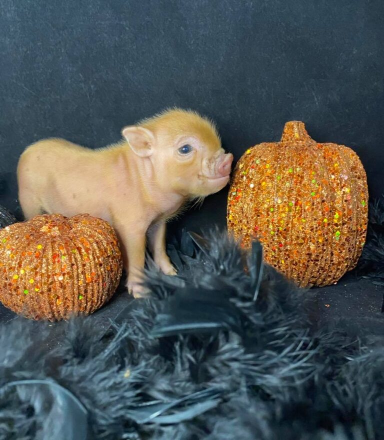 Daisy – Miltons Family Farms