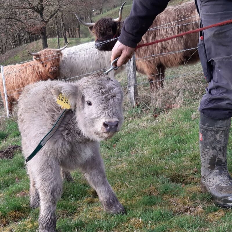 Miniature Highlander Cattle – Miltons Family Farms