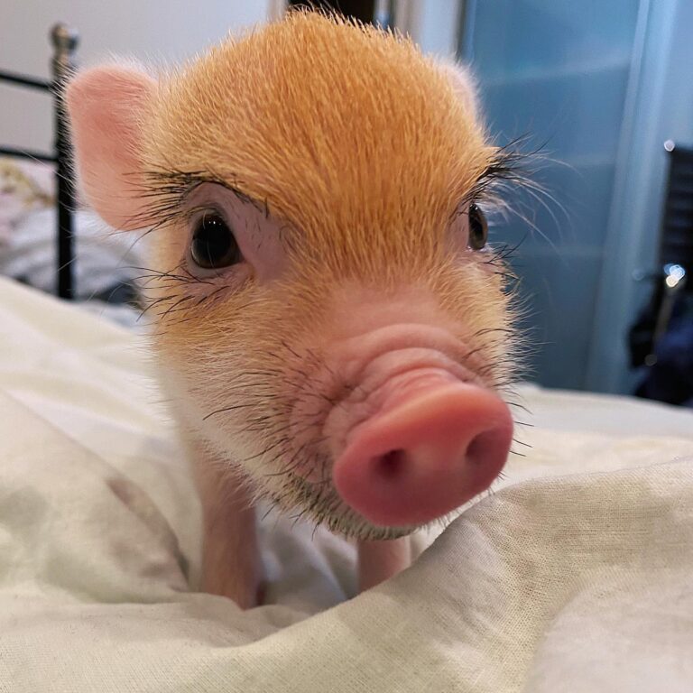 Piglets For Sale – Miltons Family Farms